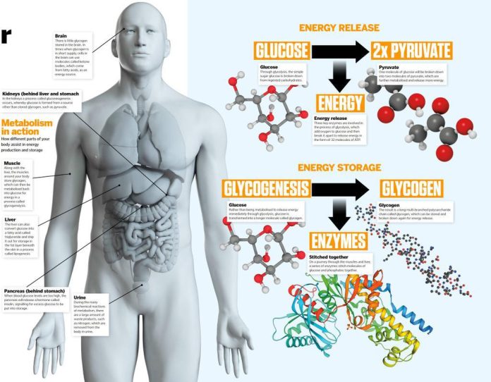 Understanding Metabolism: Your Body's Energy Engine